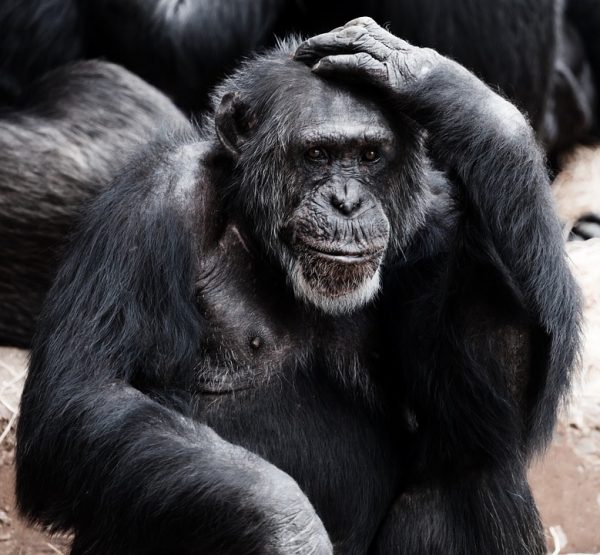 The History of Intelligence - Everyday Psych